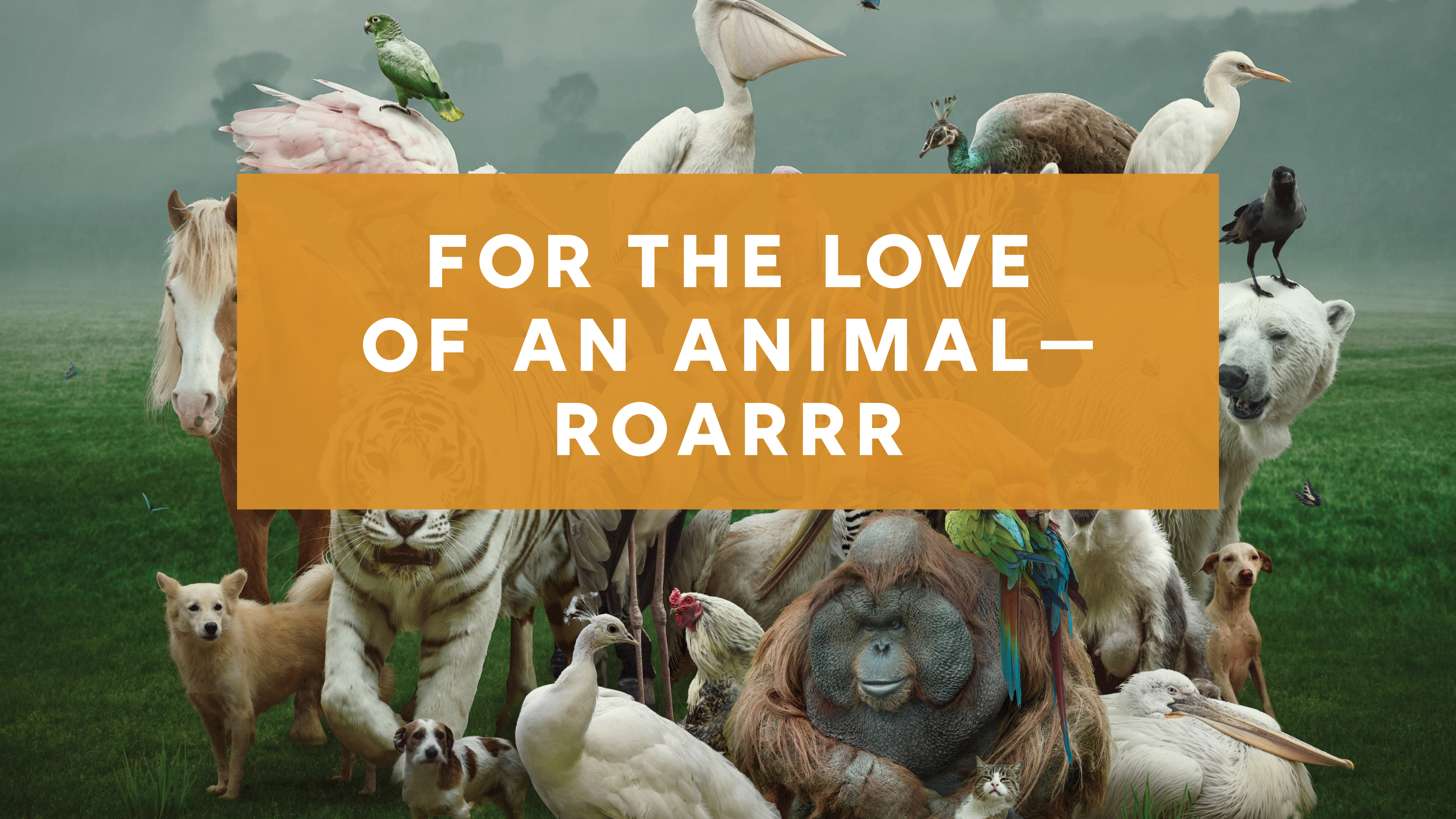 Roarrr | Pioneer Memorial Church